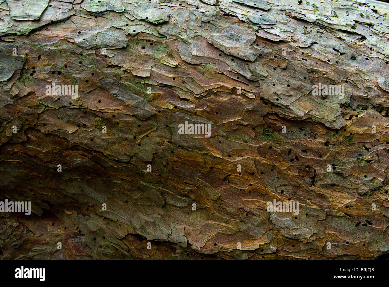 Tree bark patterns hi-res stock photography and images - Alamy