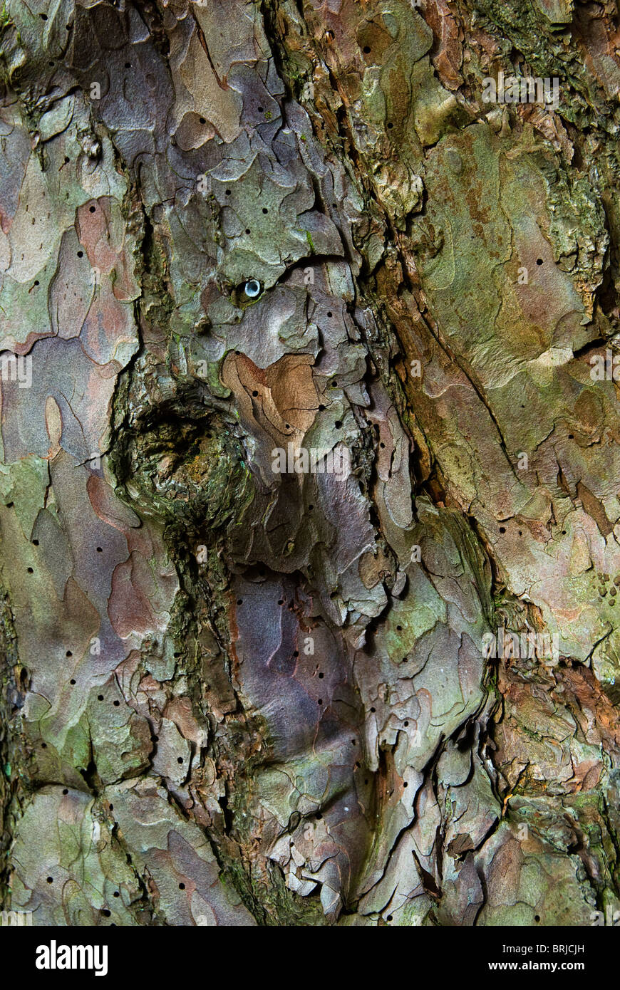 Tree bark patterns hi-res stock photography and images - Alamy