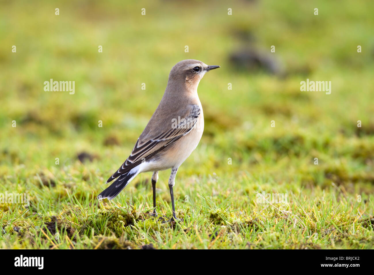 Juvenile female wheatear hi-res stock photography and images - Alamy
