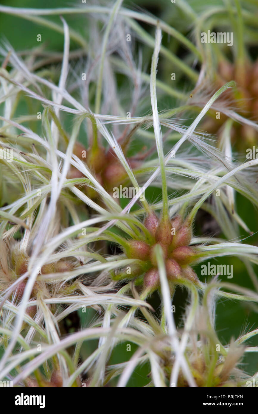 Wild Clematis; Clematis vitalba; old man's beard; or traveler's joy ...
