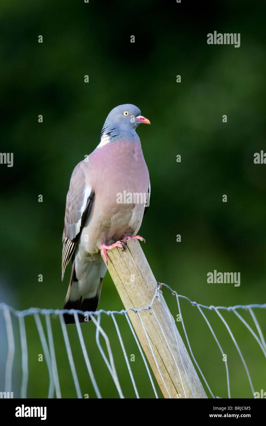 Pigeon post hi-res stock photography and images - Alamy