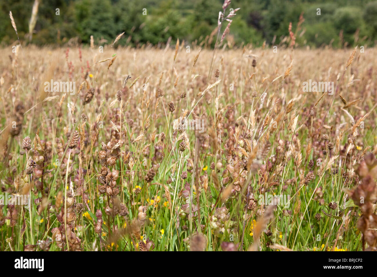 Yellow Rattle; Rhinanthus minor; in meadow; Cornwall Stock Photo - Alamy