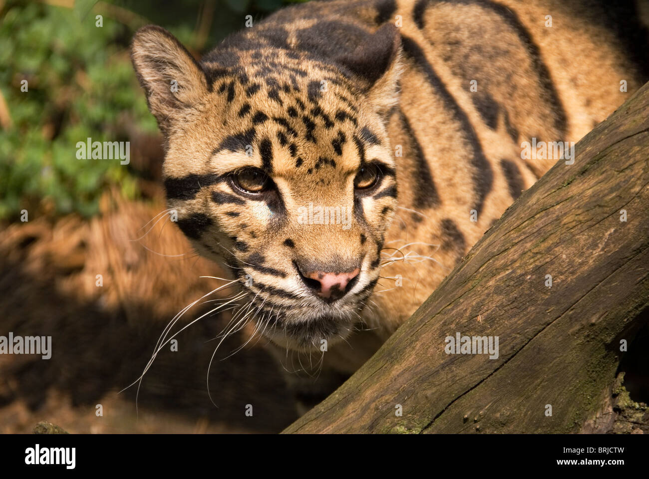Clouded leopards hi-res stock photography and images - Alamy