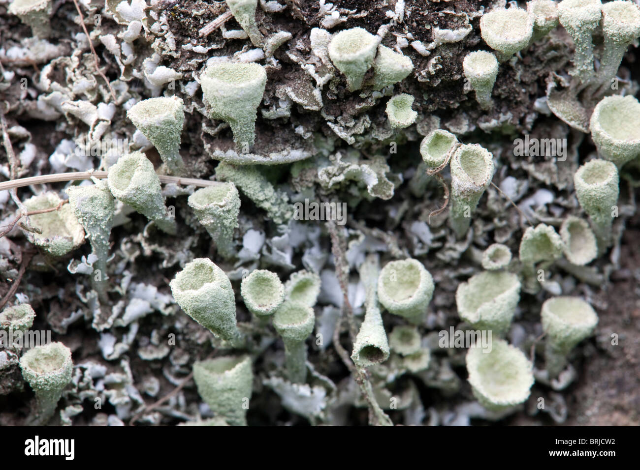 Pyxidata hi-res stock photography and images - Alamy