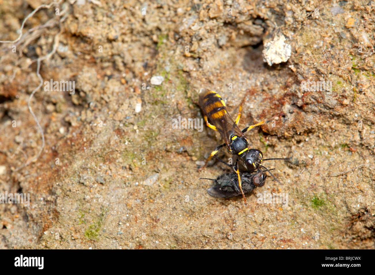 Digger Wasp; Mellinus arvensis; with prey; mine waste; Godolphin ...