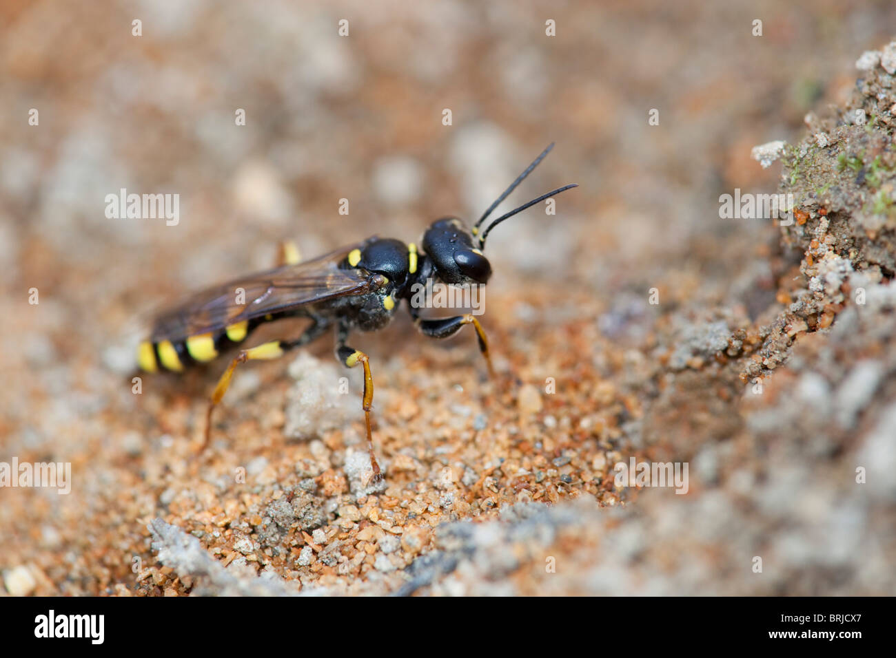 Digger Wasp; Mellinus arvensis; mine waste; Godolphin; Cornwall Stock ...