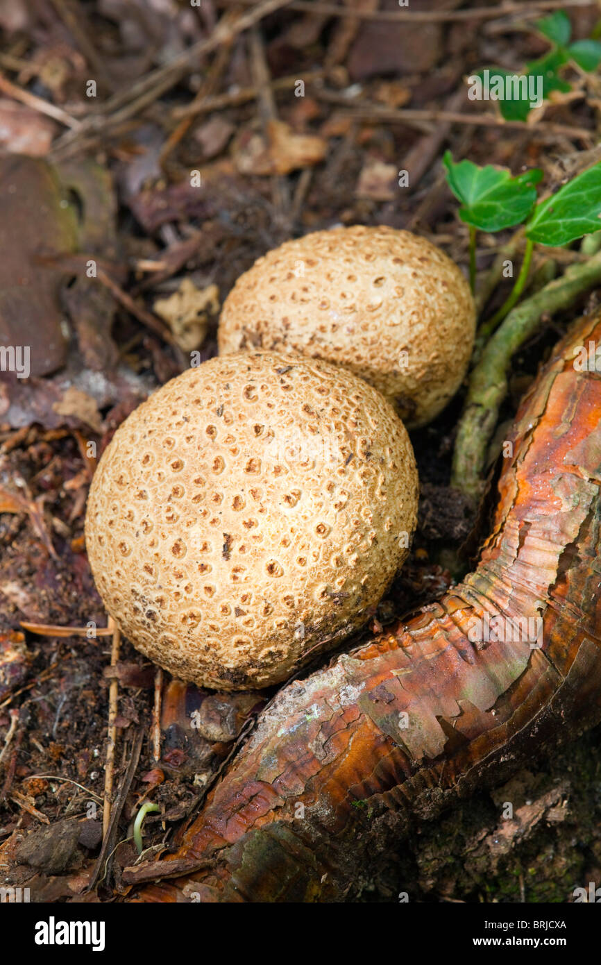 Scleroderma hi-res stock photography and images - Alamy