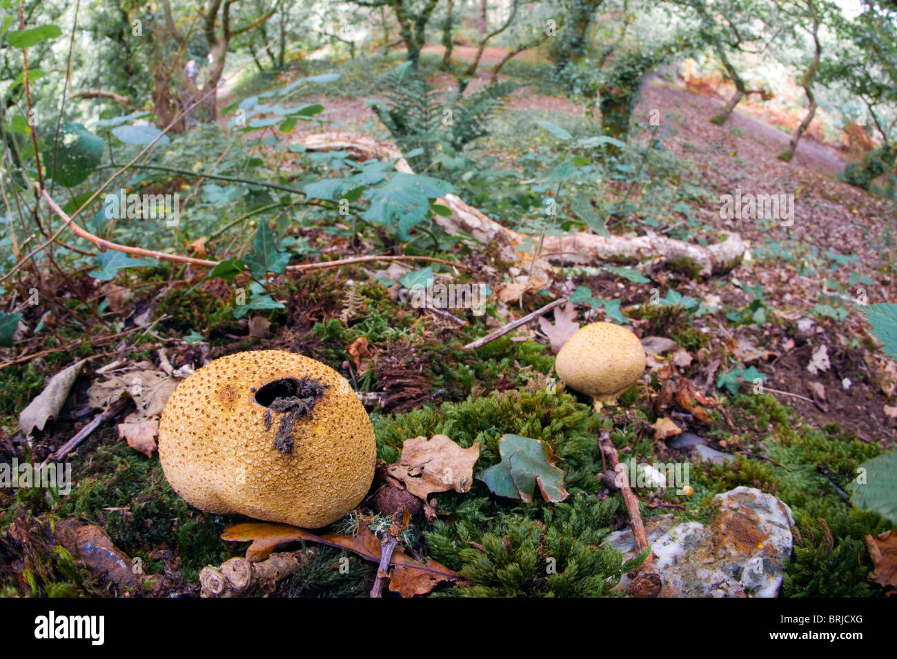 Common Earthball; Scleroderma citrinum Stock Photo - Alamy