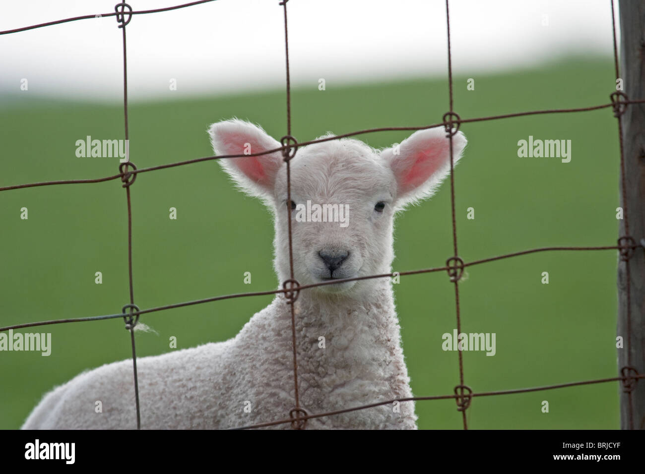 Lamb looking through wire fence Stock Photo - Alamy