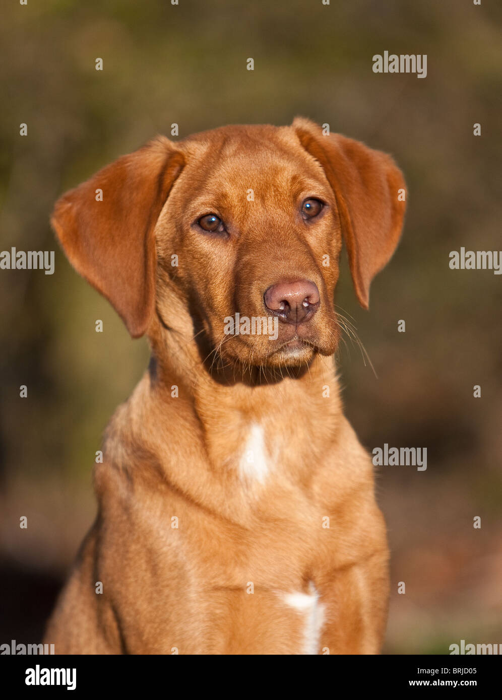 Fox red labrador hi-res stock photography and images - Alamy