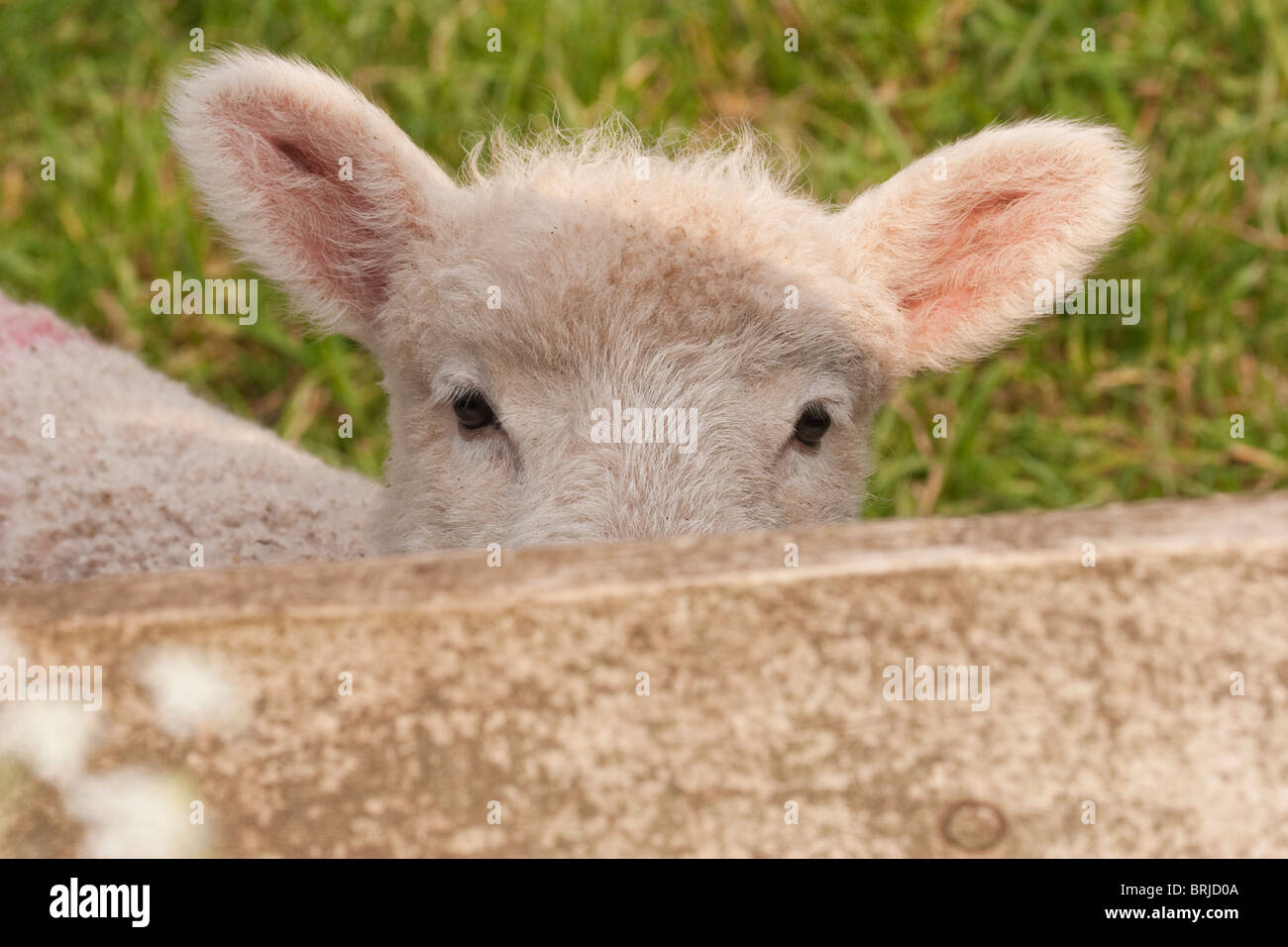 Lamb peeking hi-res stock photography and images - Alamy