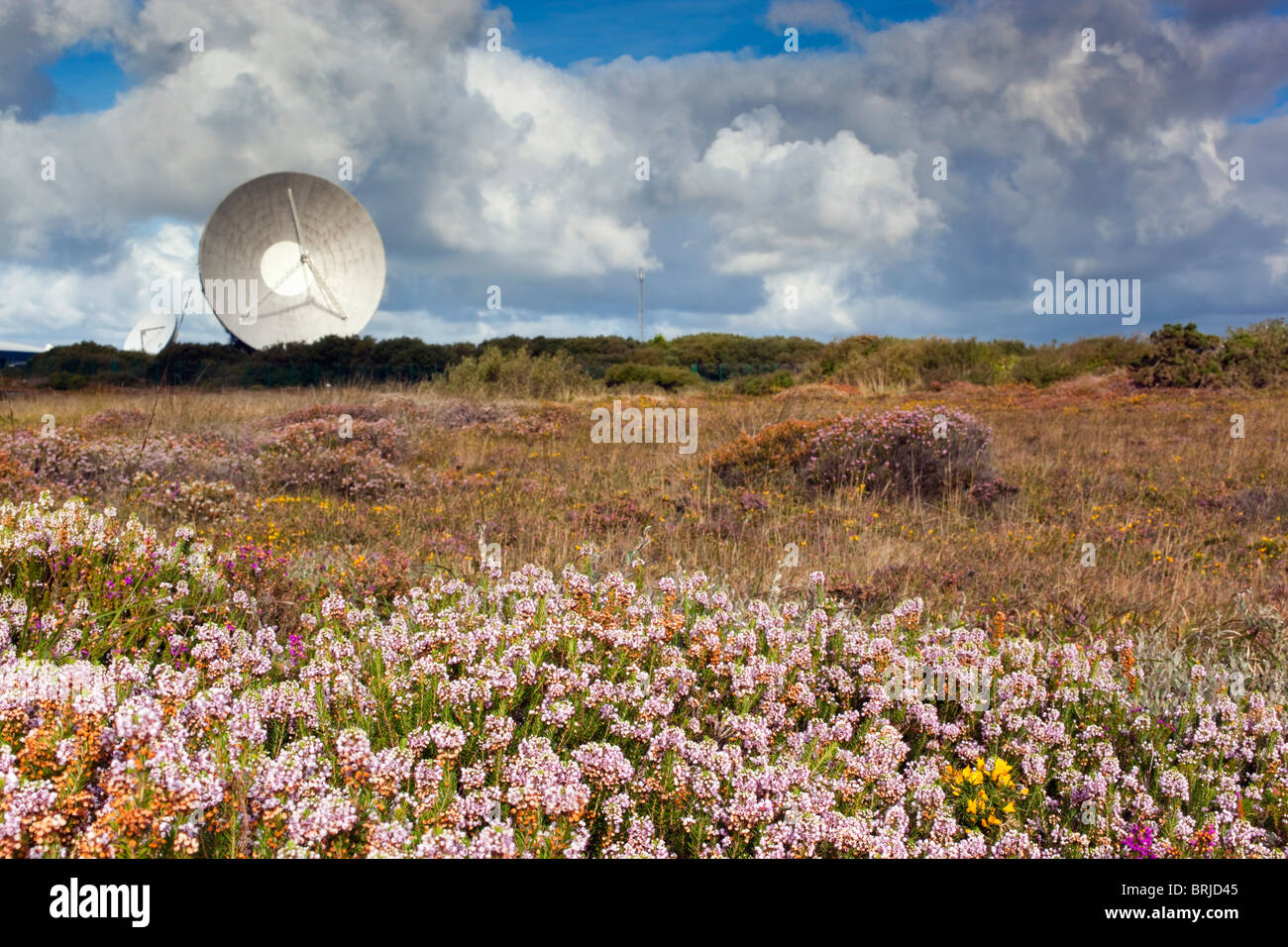 Goonhilly; Cornish Heath; part of the Lizard national nature reserve ...