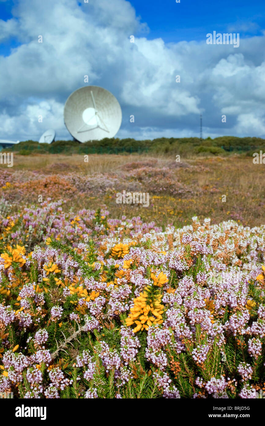 Goonhilly; Cornish Heath; part of the Lizard national nature reserve ...