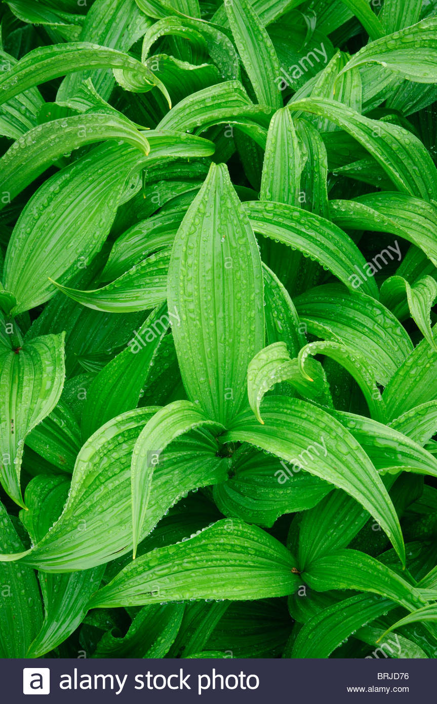 Green False Hellebore High Resolution Stock Photography and Images - Alamy