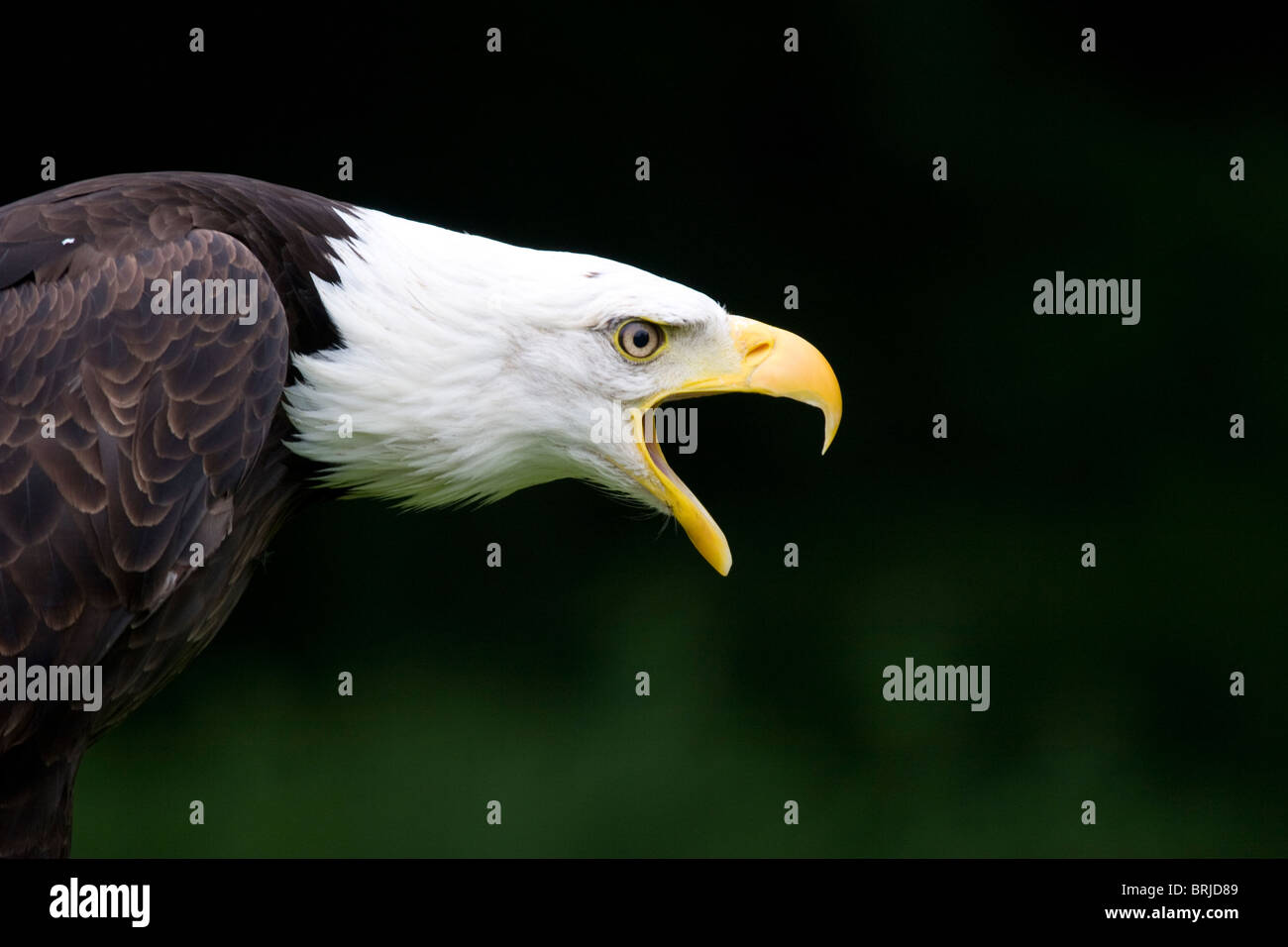 Angry eagle hi-res stock photography and images - Alamy