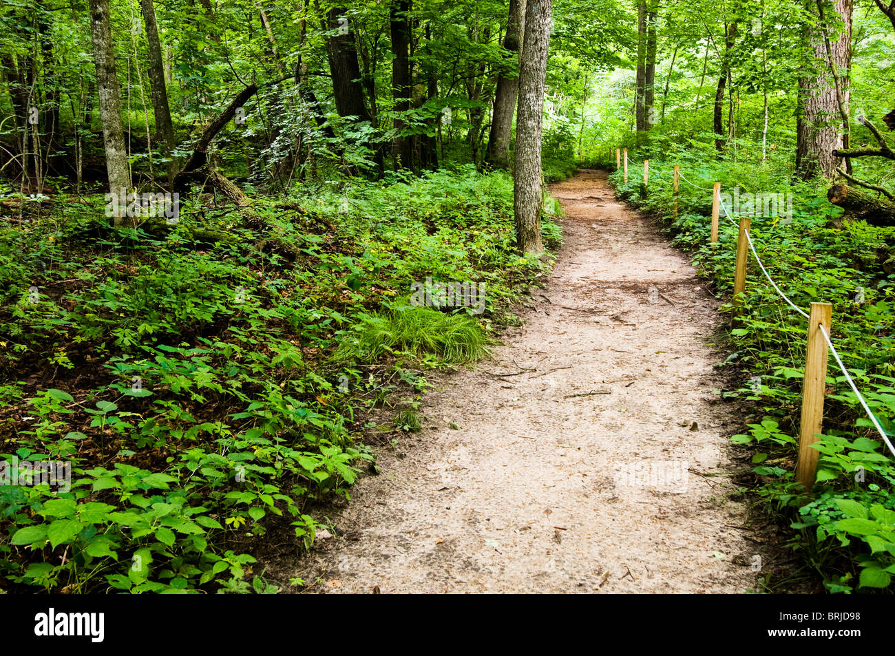 Trail through Nerstrand Big Woods State Park Stock Photo - Alamy