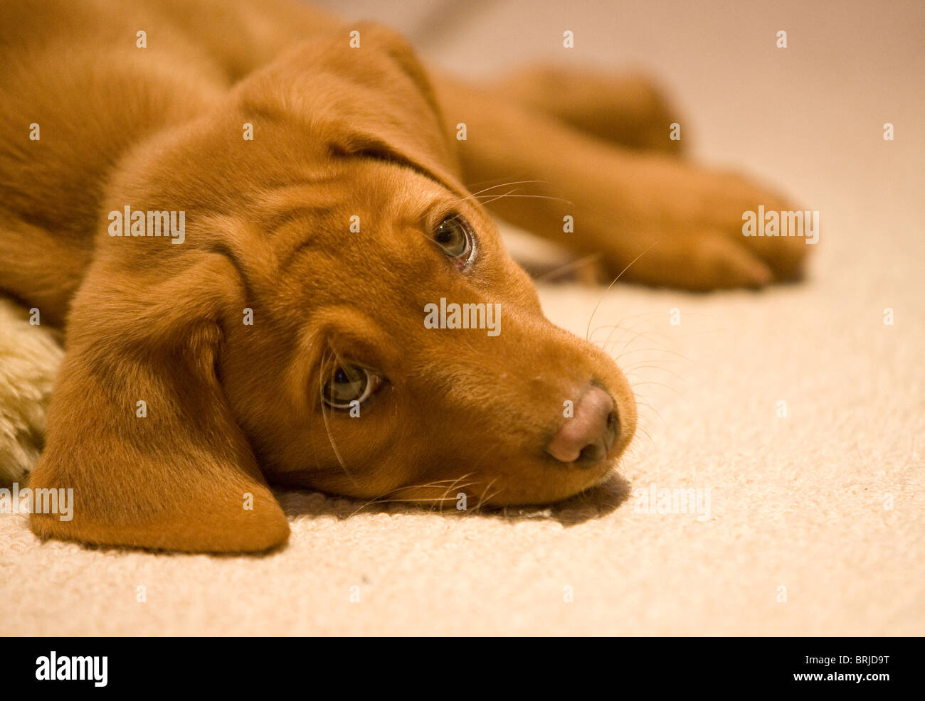 Red fox labrador puppy hi-res stock photography and images - Alamy