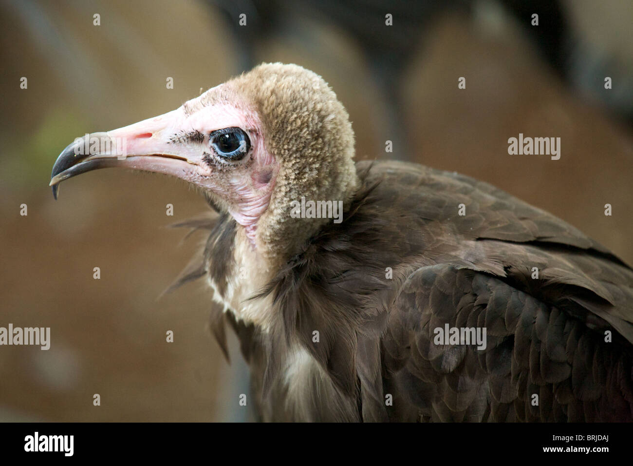 A young hooded vulture Stock Photo - Alamy