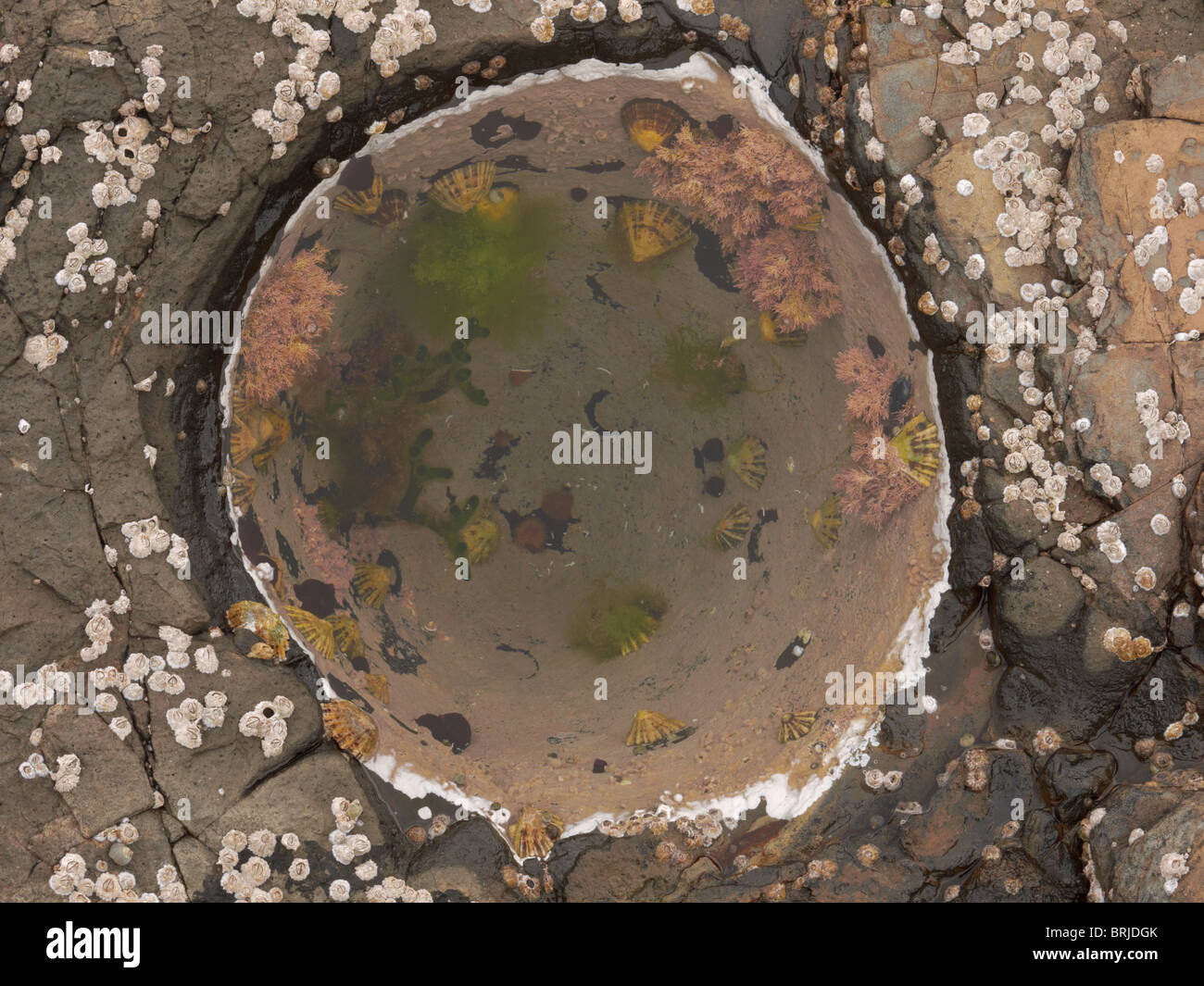 Seaweed barnacles rock hi-res stock photography and images - Alamy