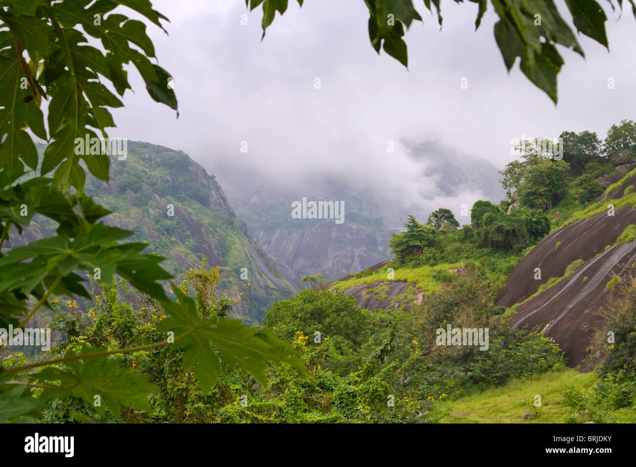 A misty mountain rain forest, Idanre, Ondo state, Nigeria Stock Photo ...