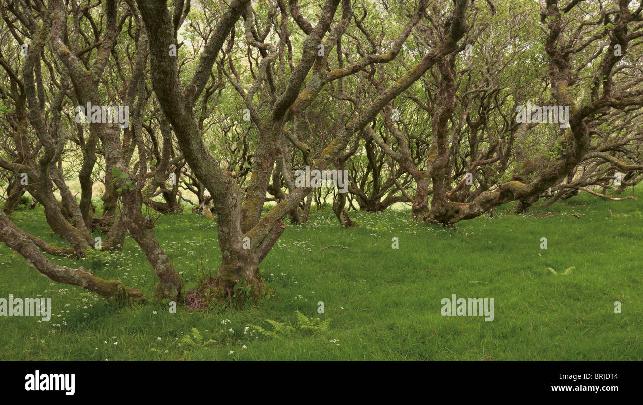 Alder trees near the coast on the Isle of Skye, Scotland UK Stock Photo ...