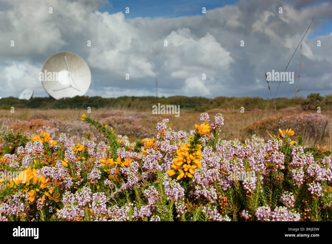 Goonhilly; Cornish Heath; part of the Lizard national nature reserve ...