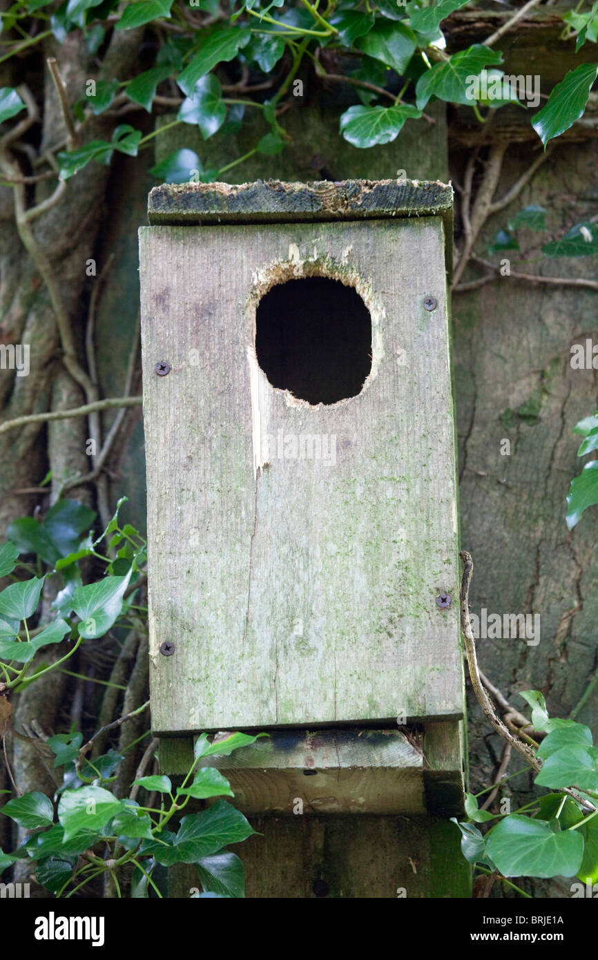 Tree damage by squirrel hi-res stock photography and images - Alamy