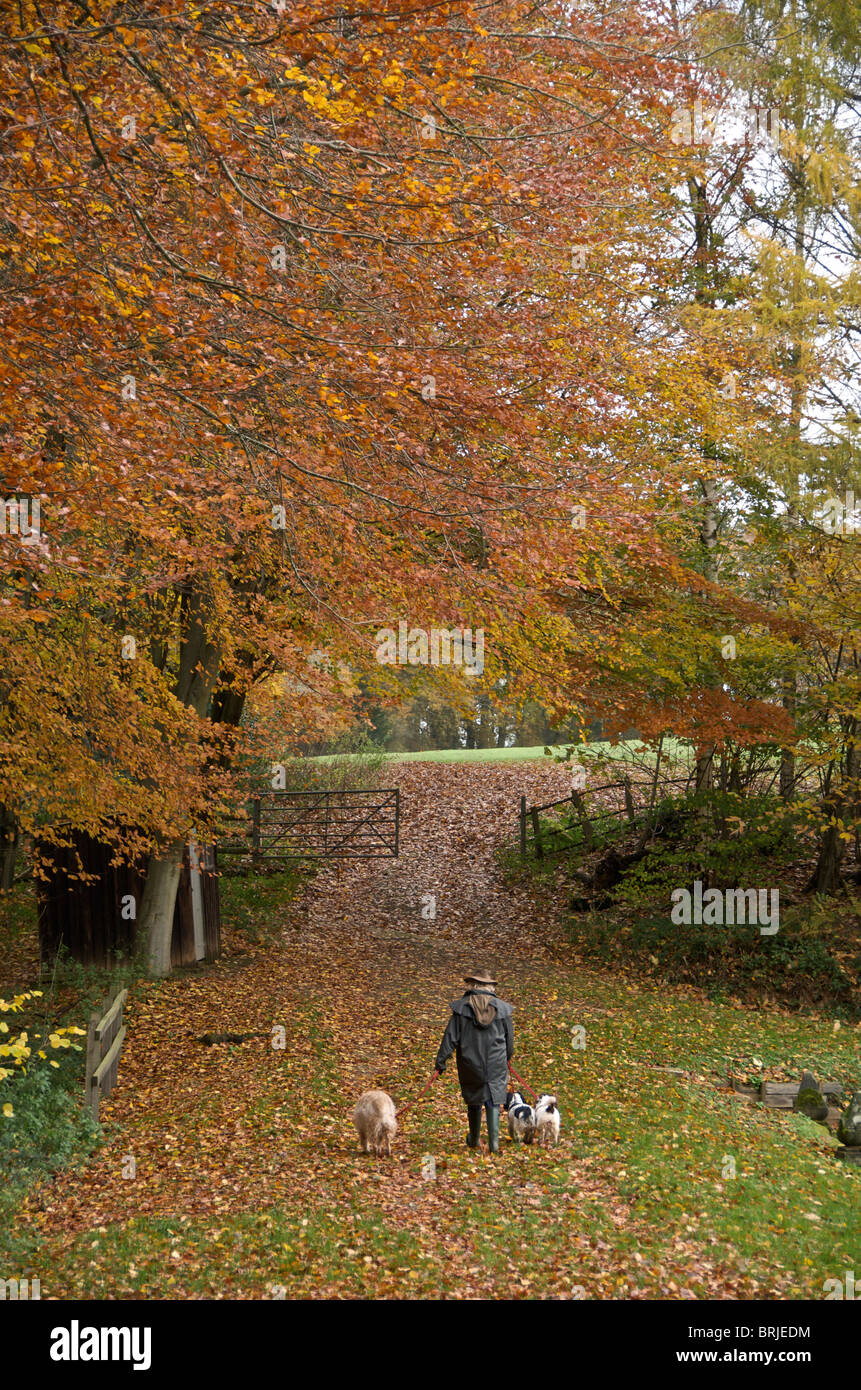 Country dog walk autumn hi-res stock photography and images - Alamy