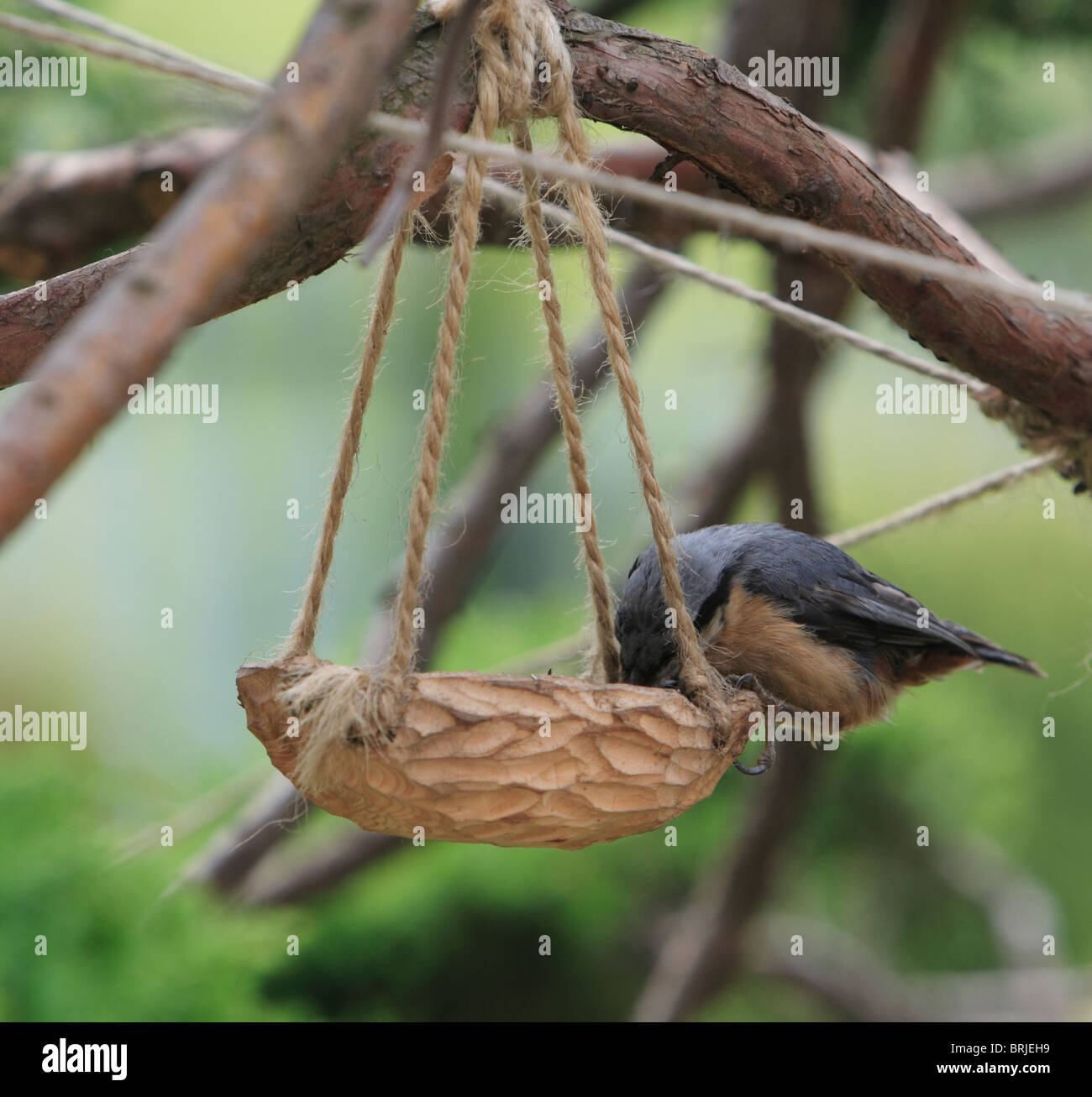 Little bird drinking water hi-res stock photography and images - Alamy