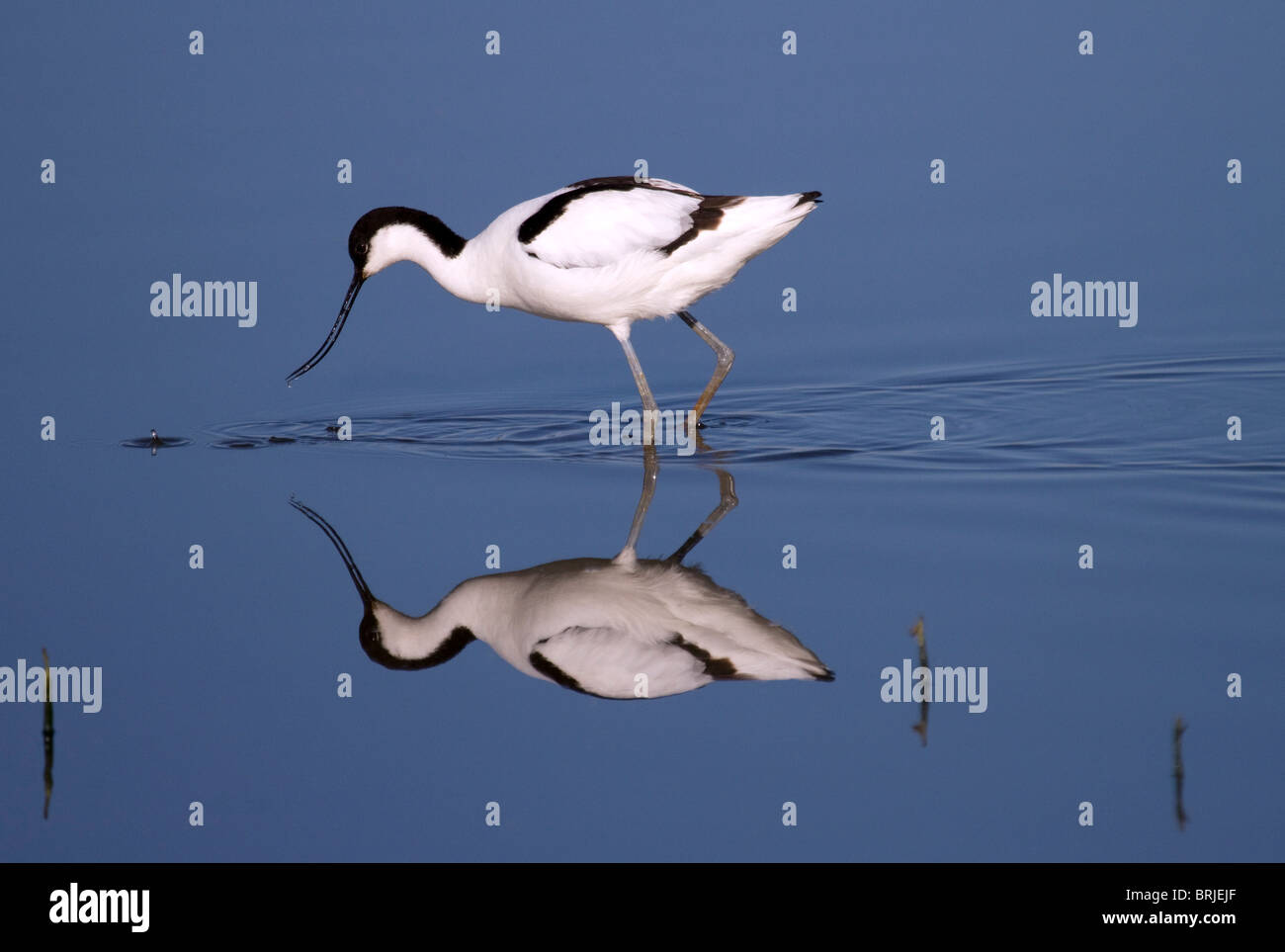 Avocet, (Recurvirostra avosetta) mirror image in the water Stock Photo ...