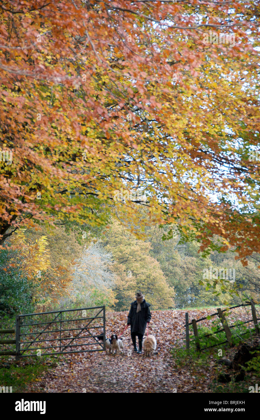 Country dog walk autumn hi-res stock photography and images - Alamy