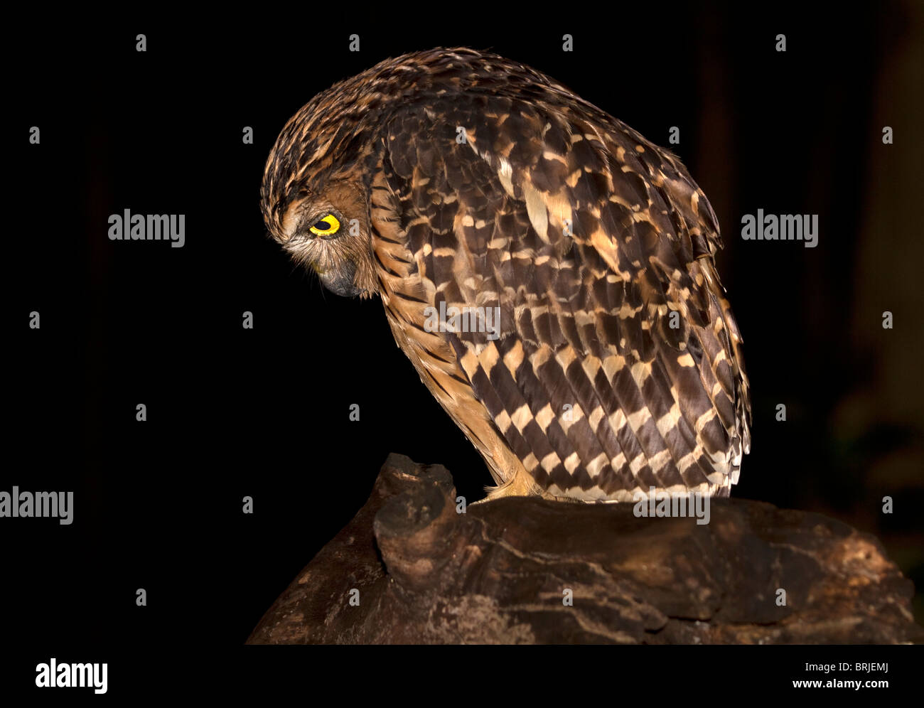 Buffy fish owl, (Ketupa ketupa) hunting at night Stock Photo - Alamy
