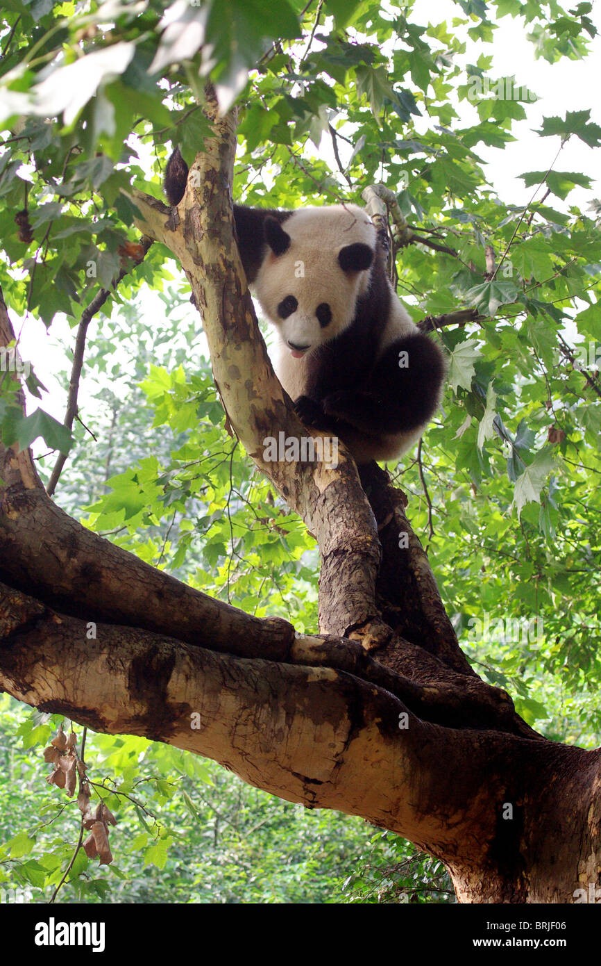 Giant Panda in Chengdu Panda Base, China Stock Photo - Alamy