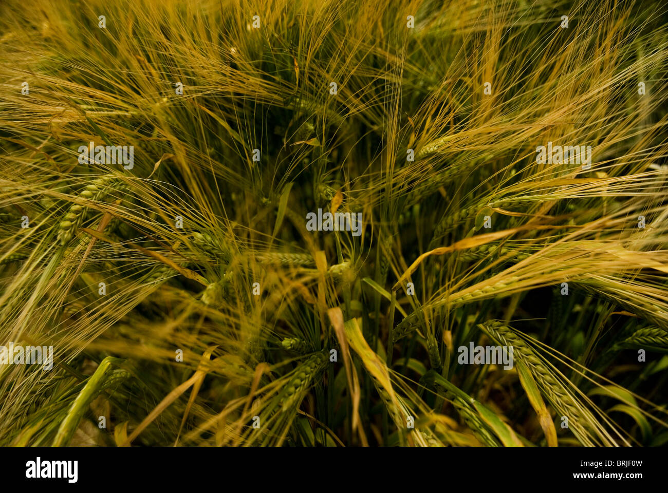 Crop arable hi-res stock photography and images - Alamy