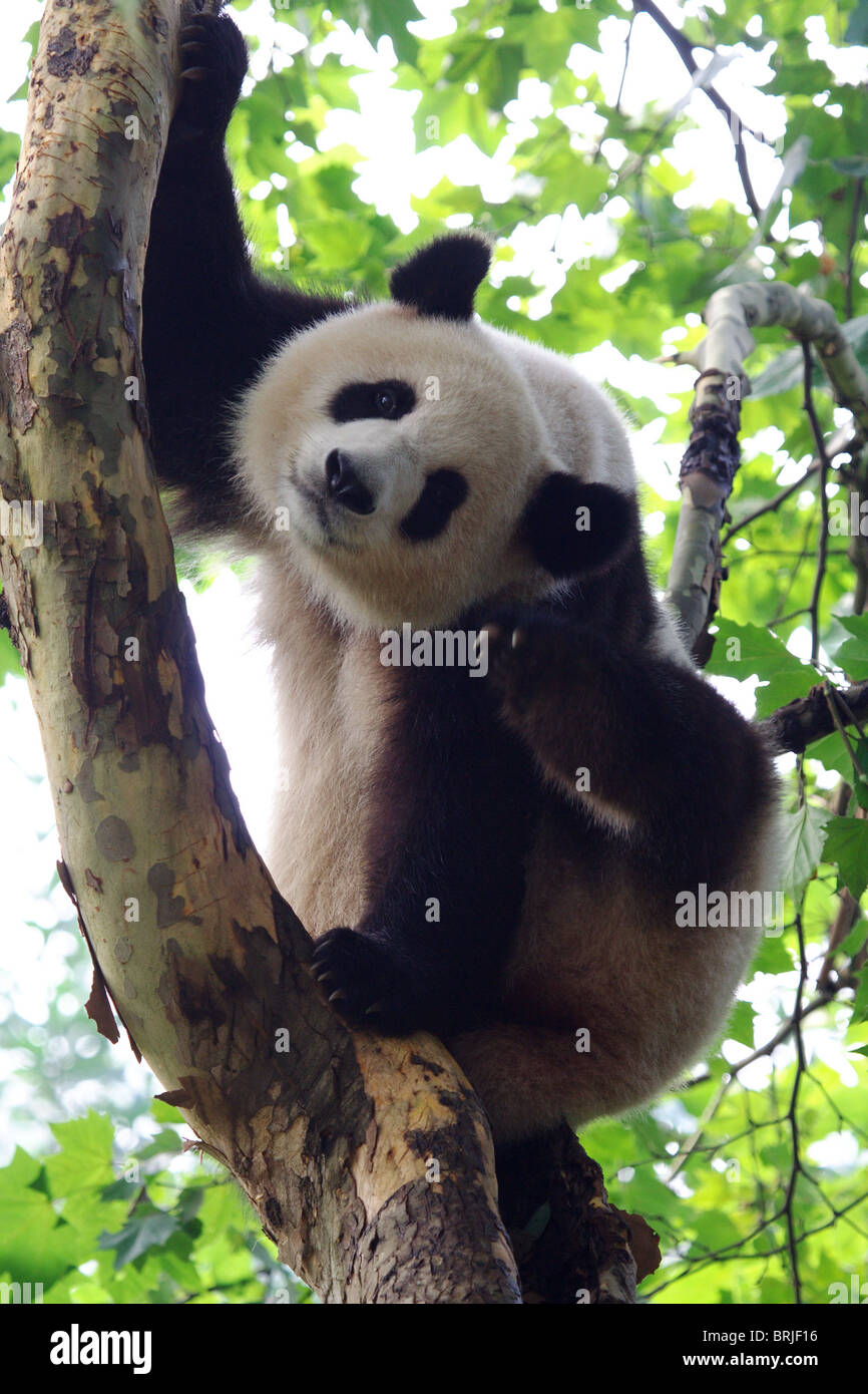 Panda protection base hi-res stock photography and images - Alamy