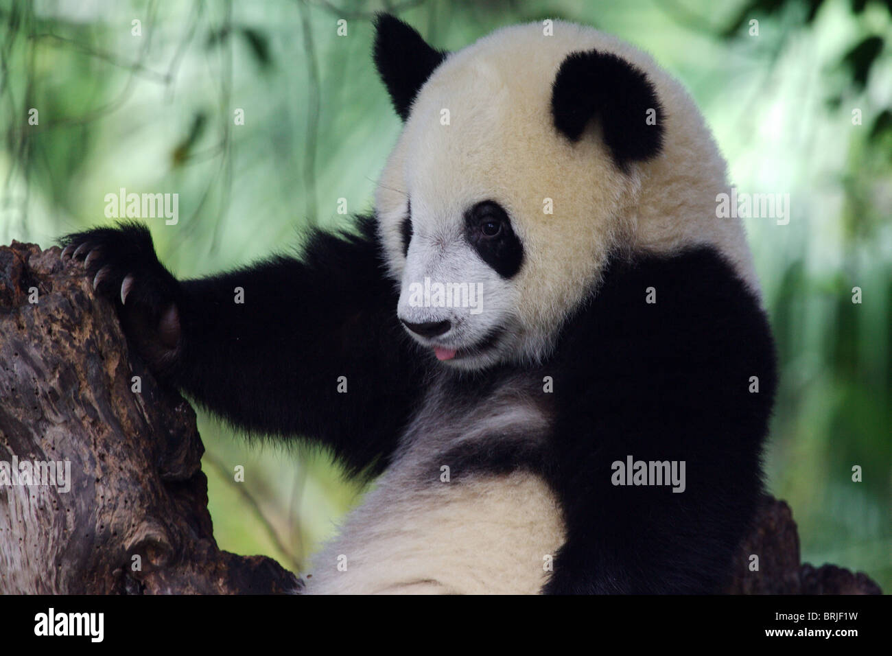 Giant Panda in Chengdu Panda Base, China Stock Photo - Alamy