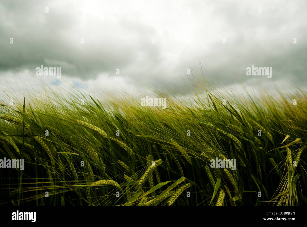 Crop arable hi-res stock photography and images - Alamy