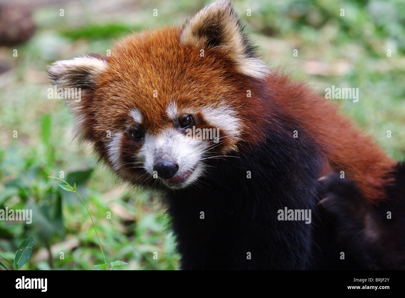 Red Panda in Chengdu Panda Base, China Stock Photo - Alamy