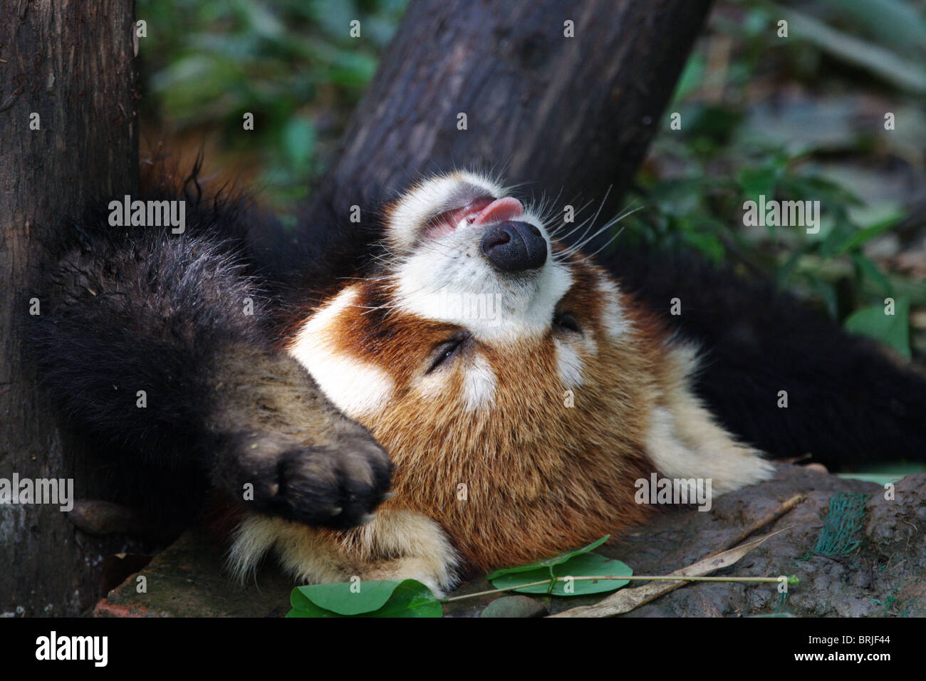 Red Panda in Chengdu Panda Base, China Stock Photo - Alamy