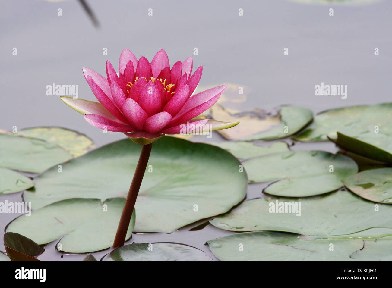 Panda base hi-res stock photography and images - Alamy