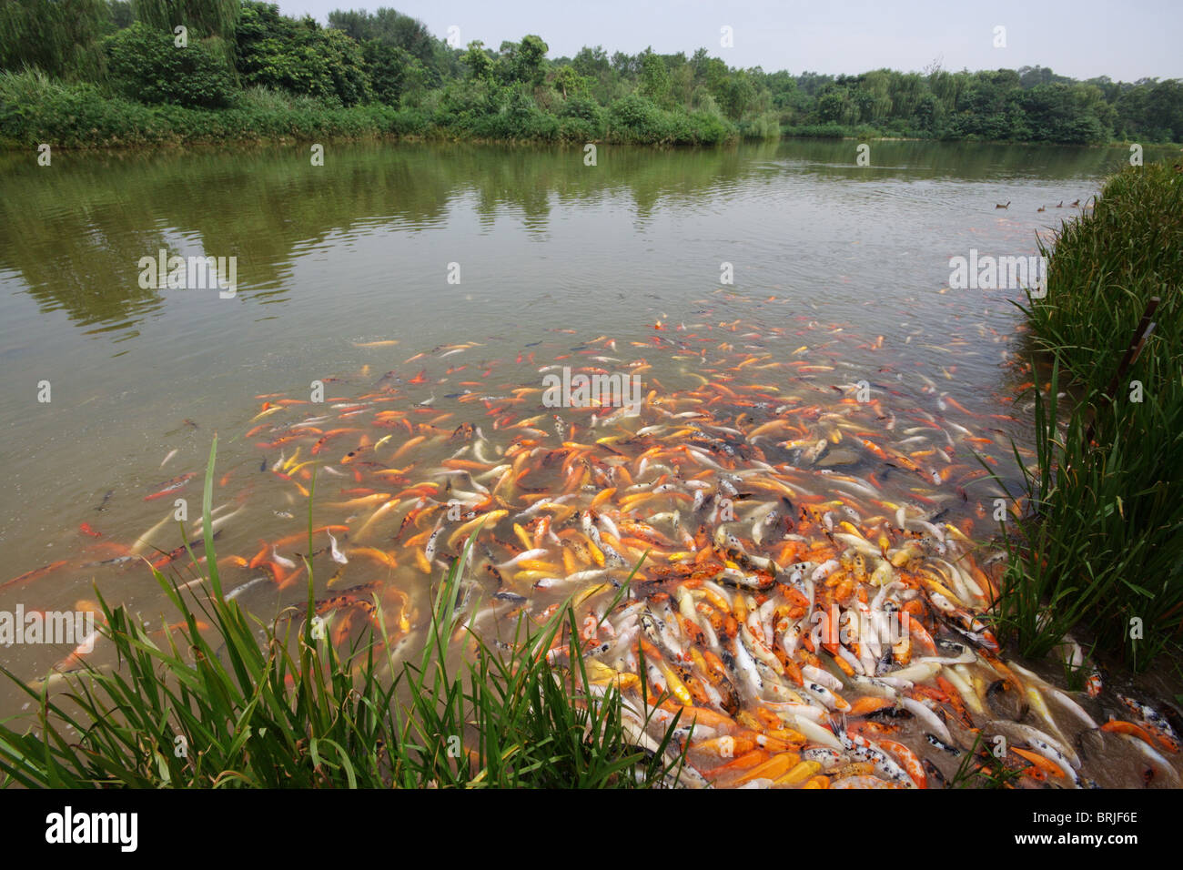 Fish in a pond crowding for food, Chengdu, China Stock Photo - Alamy