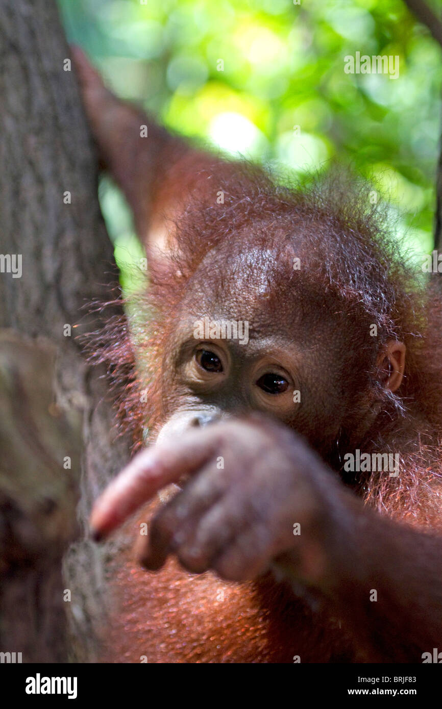 Pongo pygmaeus endangered orangutan hi-res stock photography and images ...