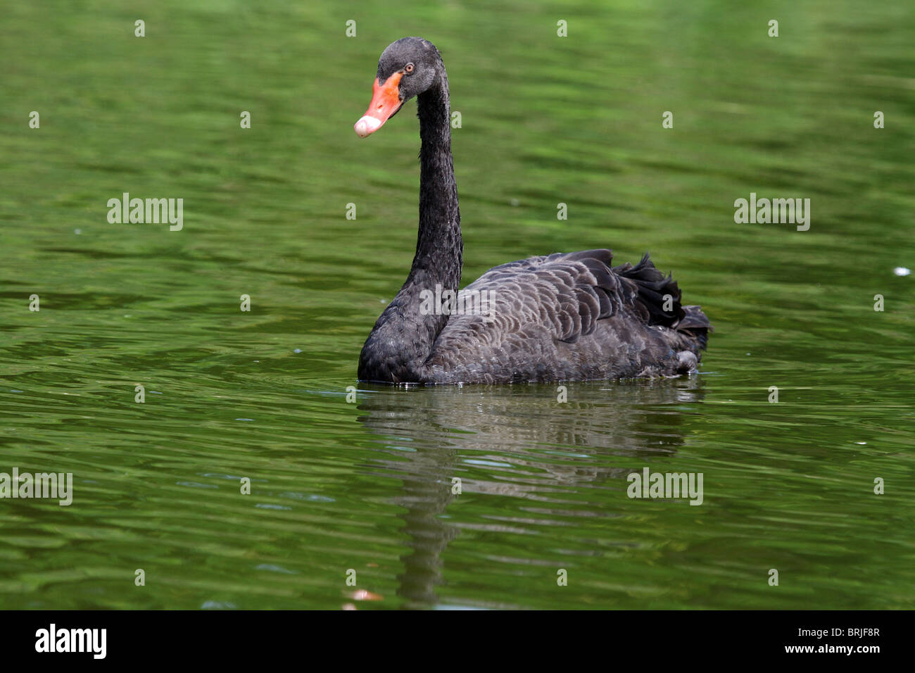 Black Swan (Cygnus atratus Stock Photo - Alamy