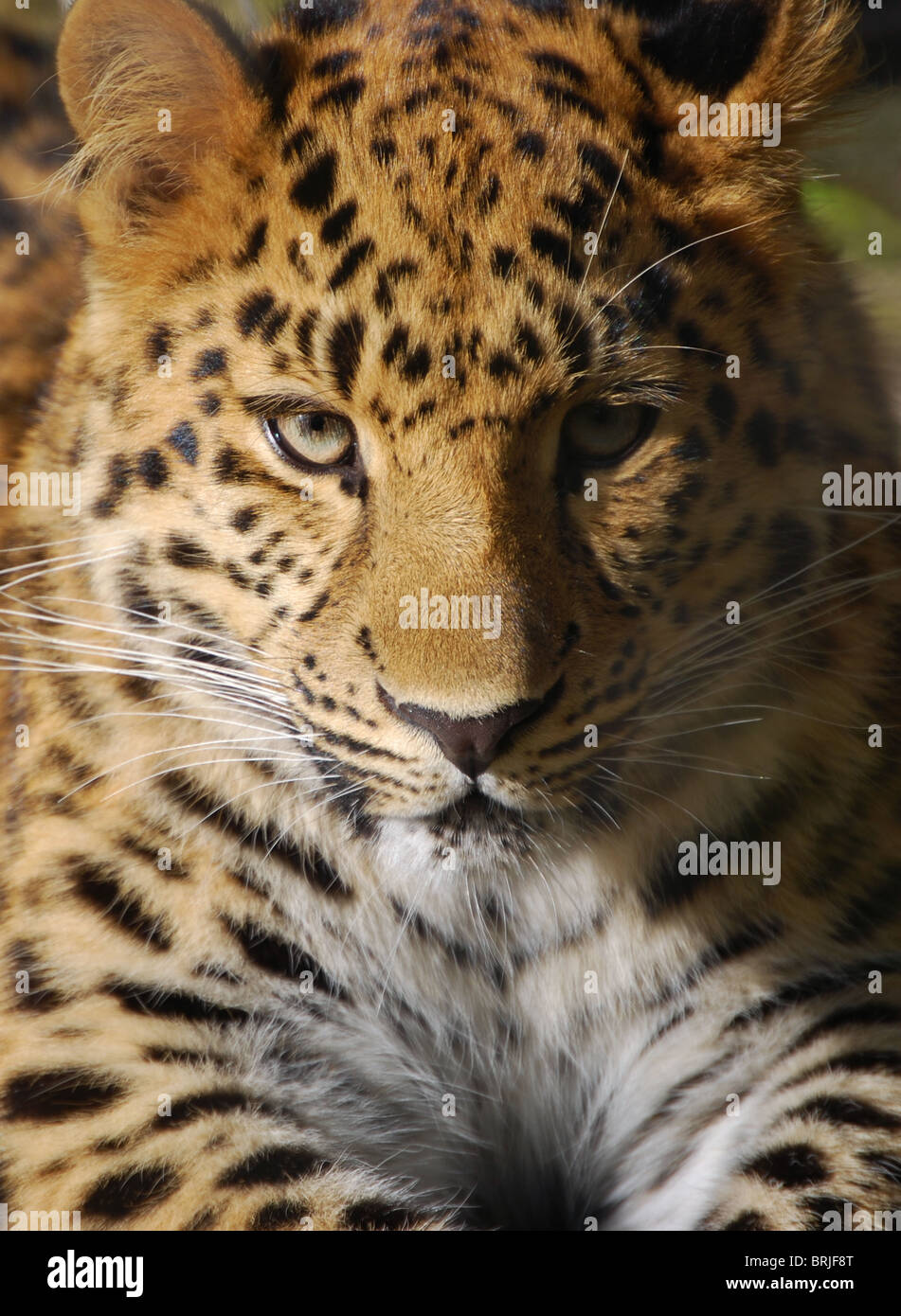 Female Amur leopard looking at camera Stock Photo - Alamy