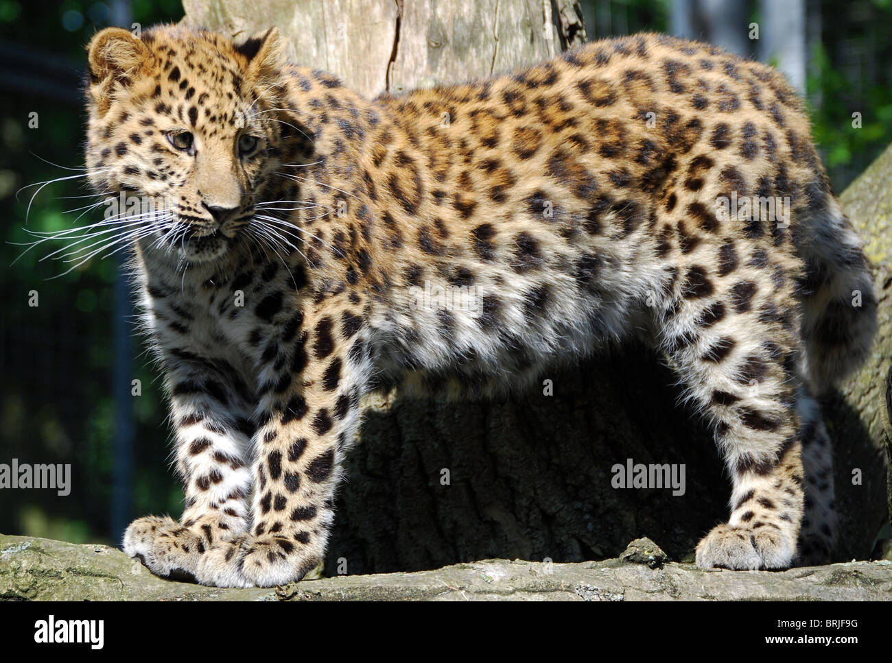 Female amur leopard cub hi-res stock photography and images - Alamy