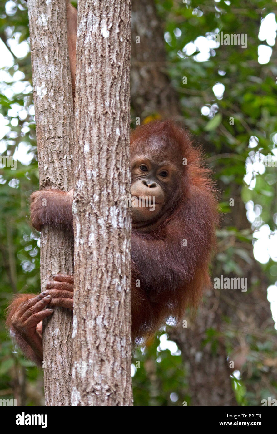 Orangutan, (Pongo pygmaeus) tree climbing Stock Photo - Alamy