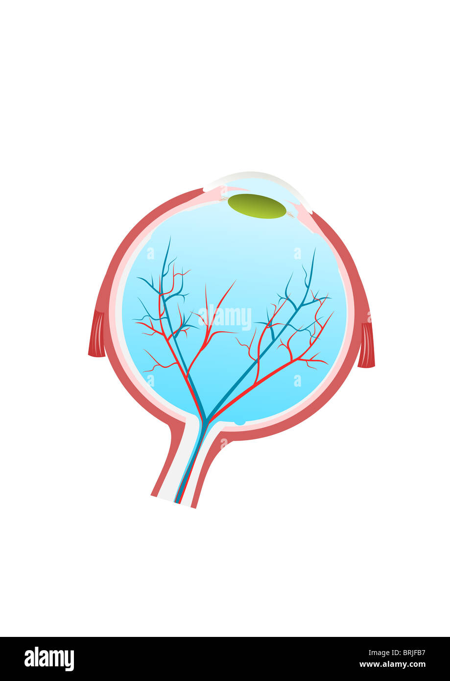 Human Eye - Anatomy - Illustration Stock Photo - Alamy