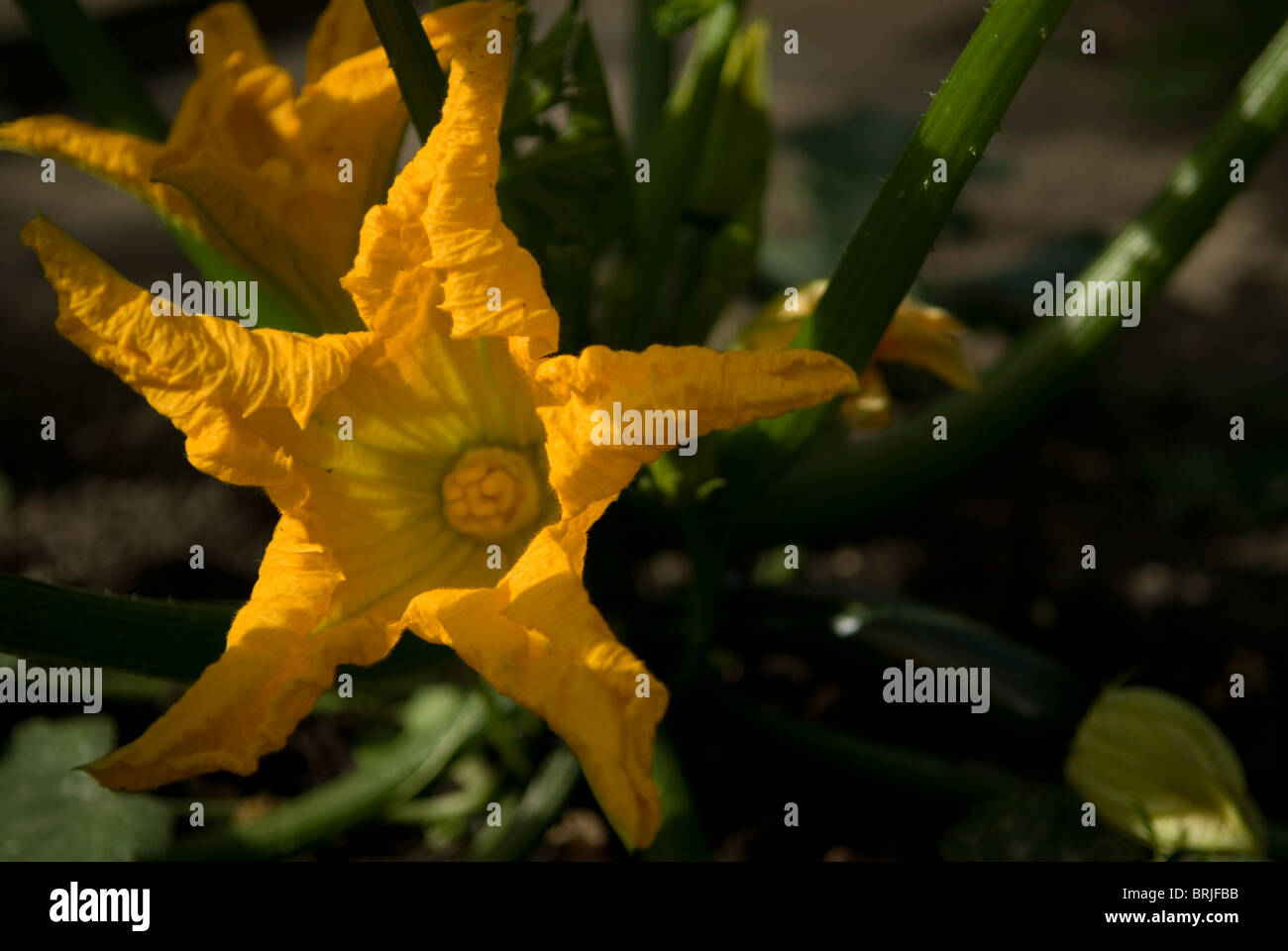 Courgette zucchini flower hi-res stock photography and images - Alamy