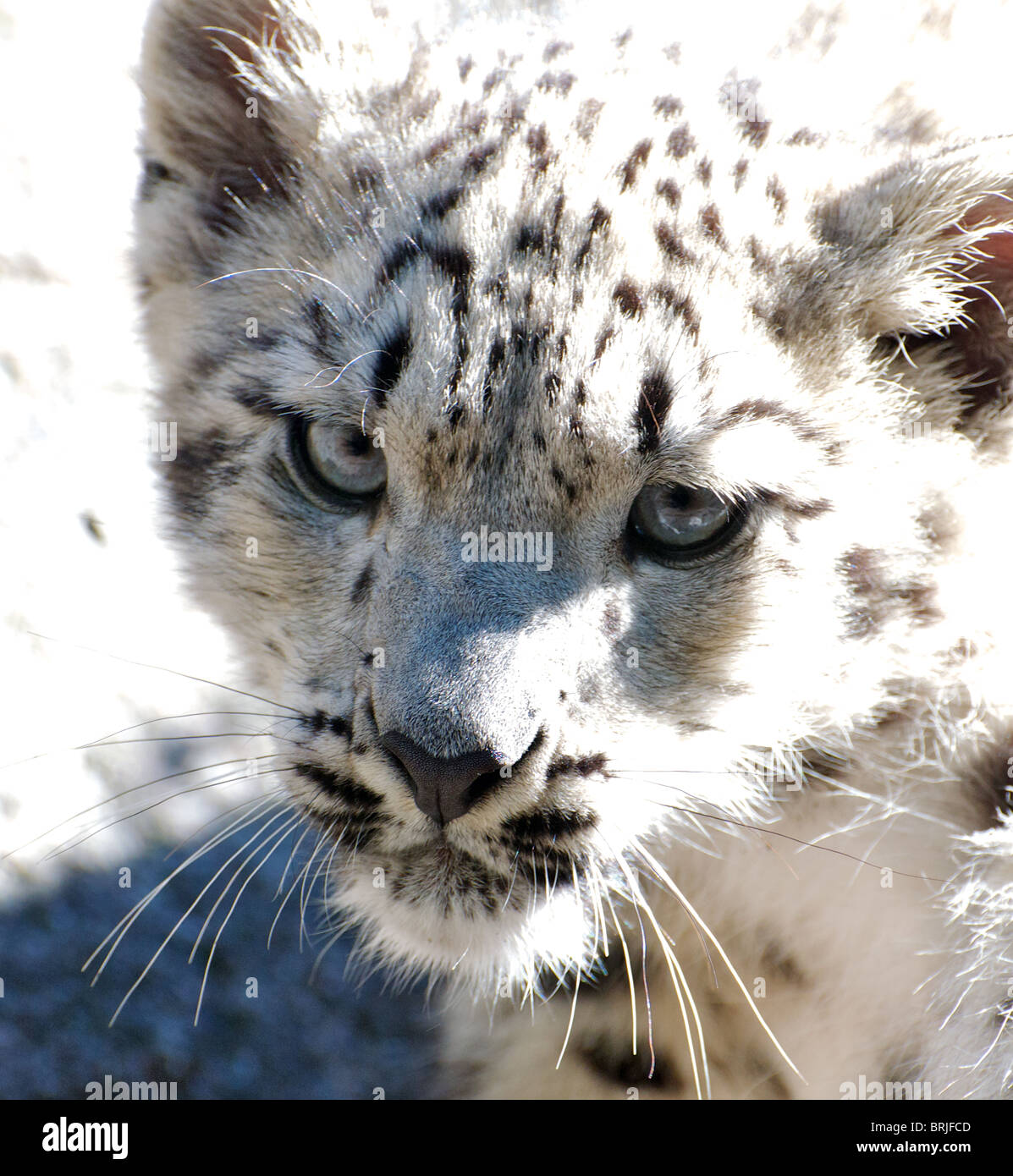 Female snow leopard cub Stock Photo - Alamy