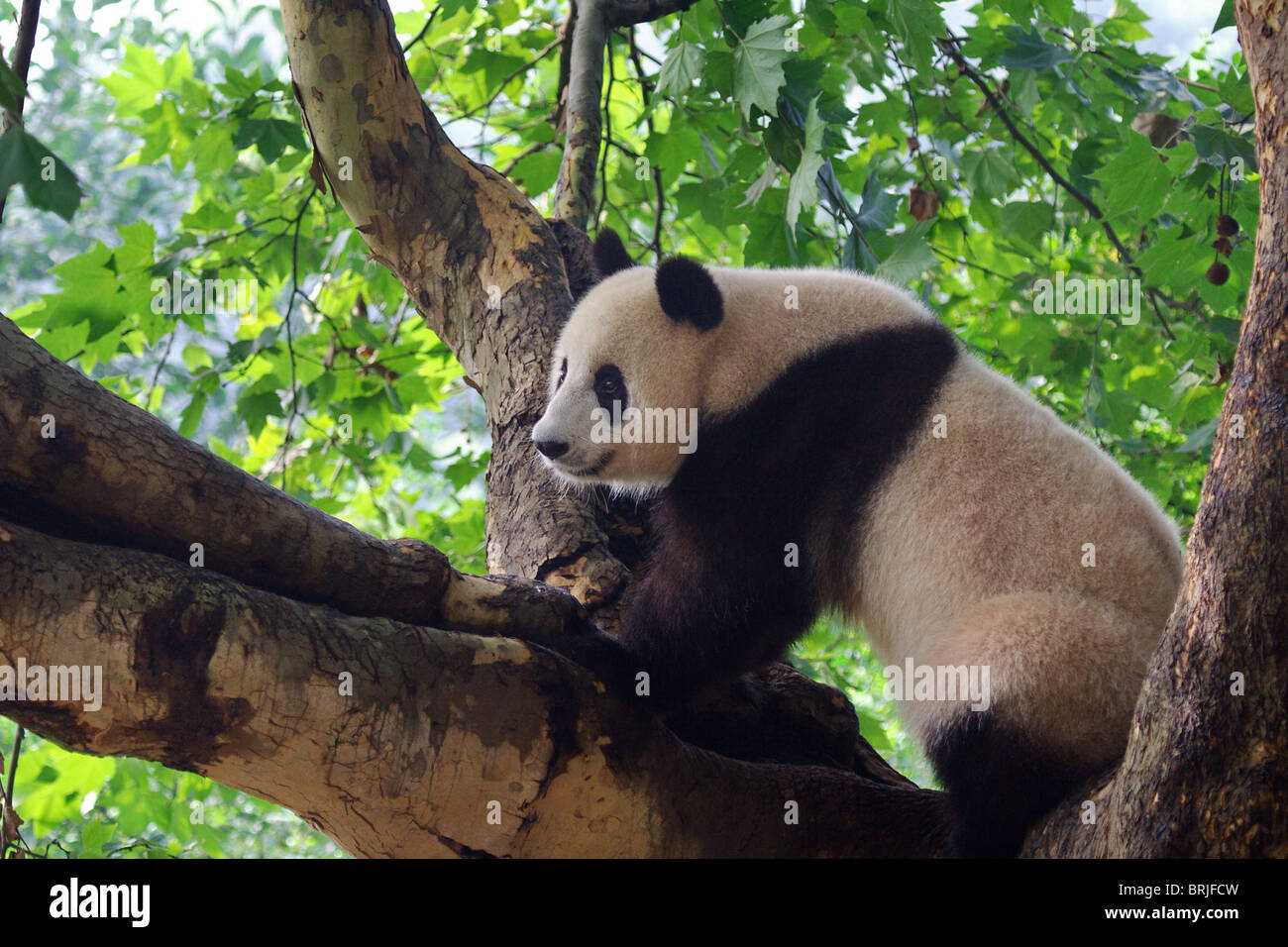 Giant Panda in Chengdu Panda Base, China Stock Photo - Alamy